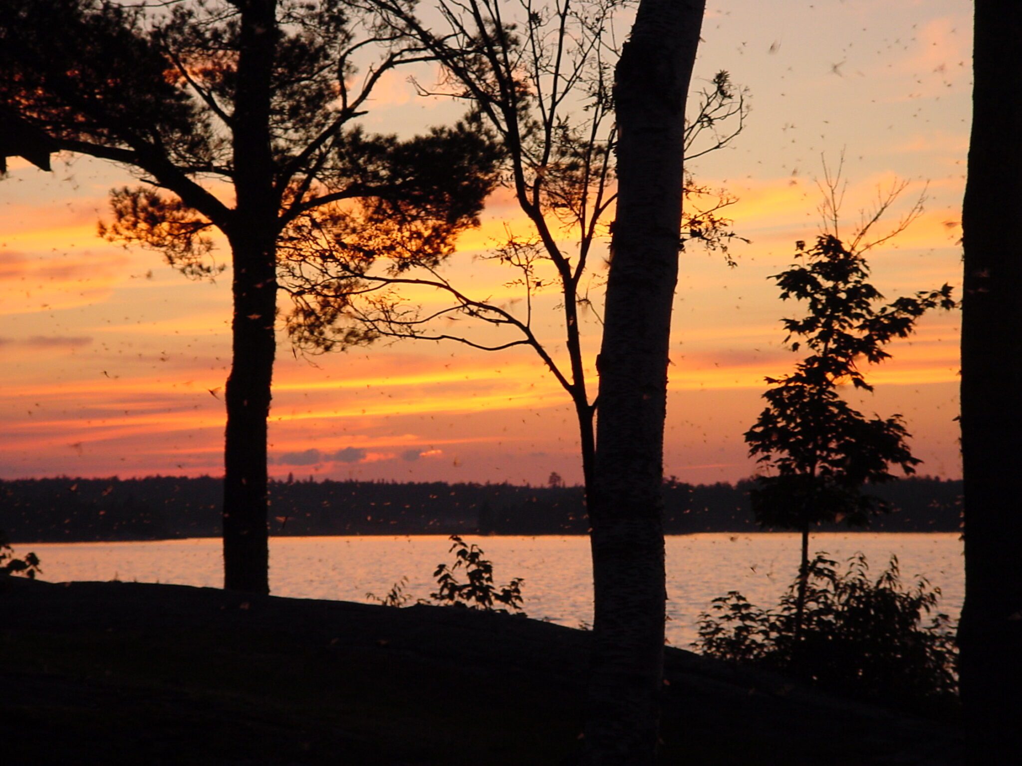 Mayfly Secrets for Walleye Anglers - On the Lake