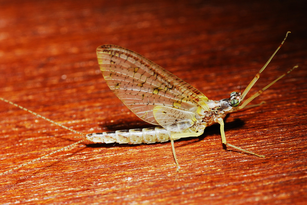 Mayfly Secrets for Walleye Anglers - On the Lake