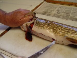 Fillet Northern Pike & Remove the Y-Bones - On the Lake