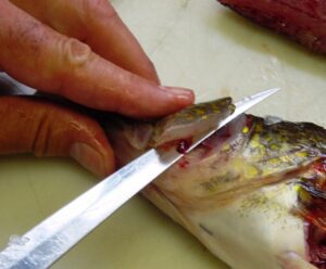 Filleting Walleye and Sauger - Step by Step - On the Lake